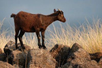 Hawaiian Ibex Goat - Breed Profile - Goat Journal